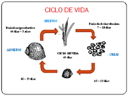 Helicultura :: https://cms.comexportsnail.webnode.es/